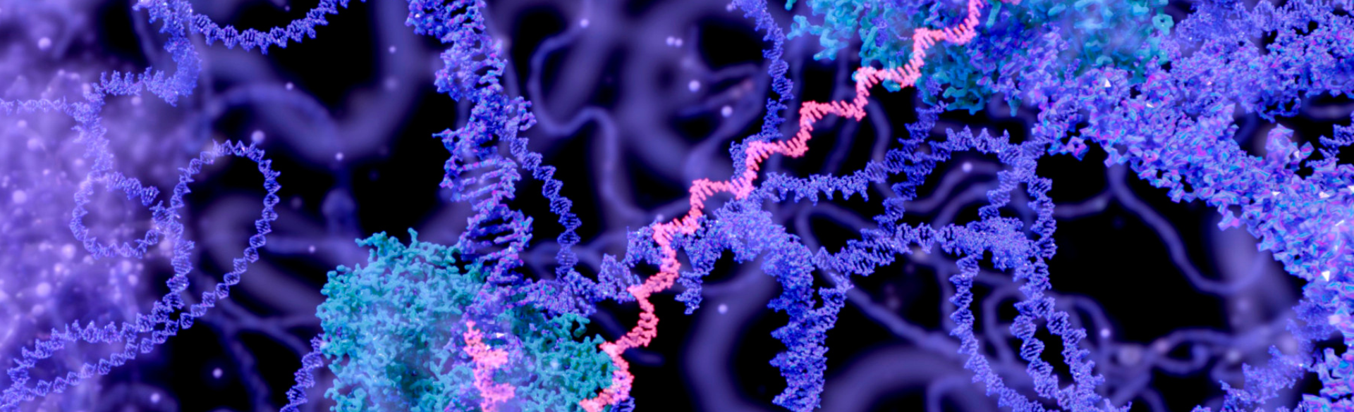 No Longer Useless: The Important Roles of ‘Junk DNA’